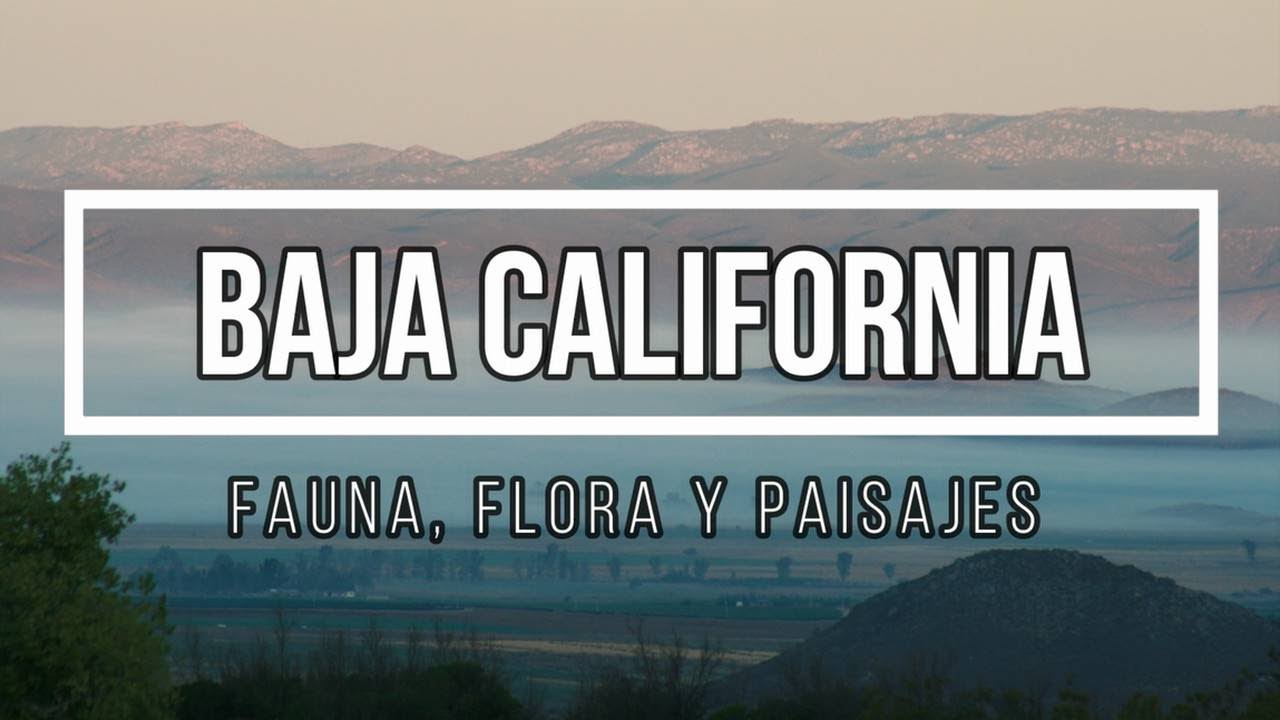 Baja California: Fauna, Flora y Paisajes - YouTube