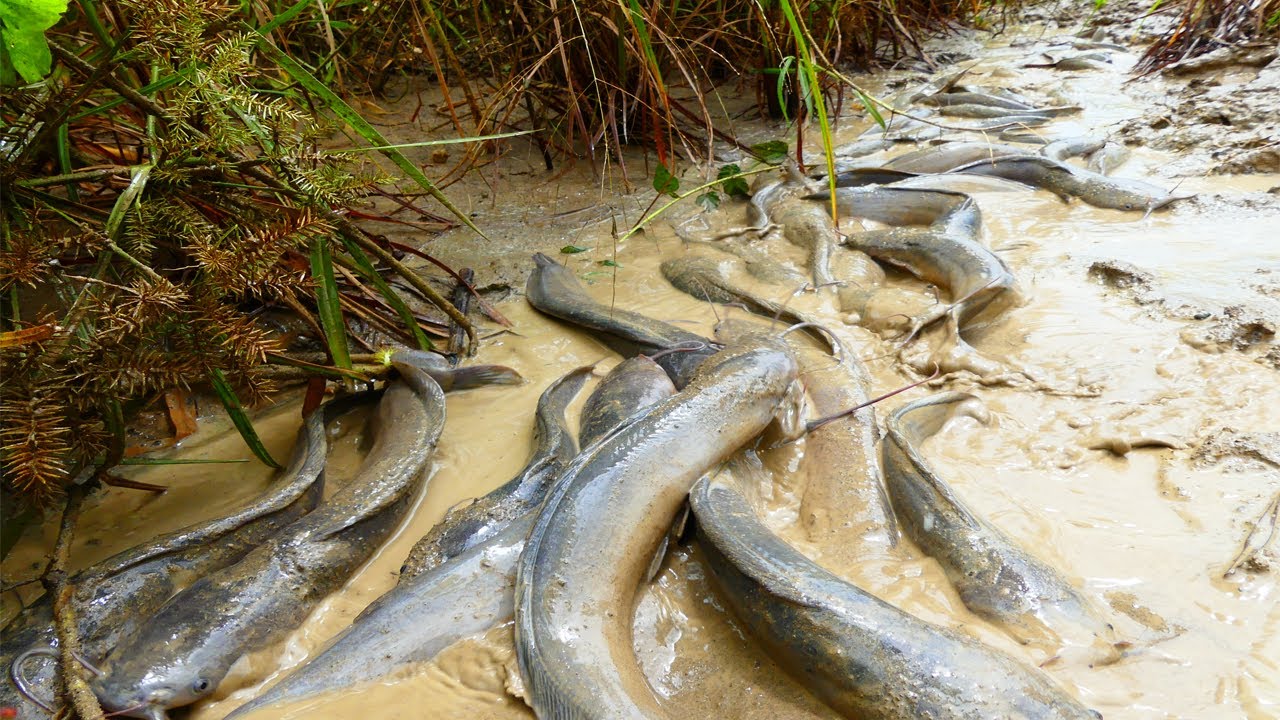 Amazing Fishing ! A Fisherman Catch Fish a Lot After Spill Dry Water ...