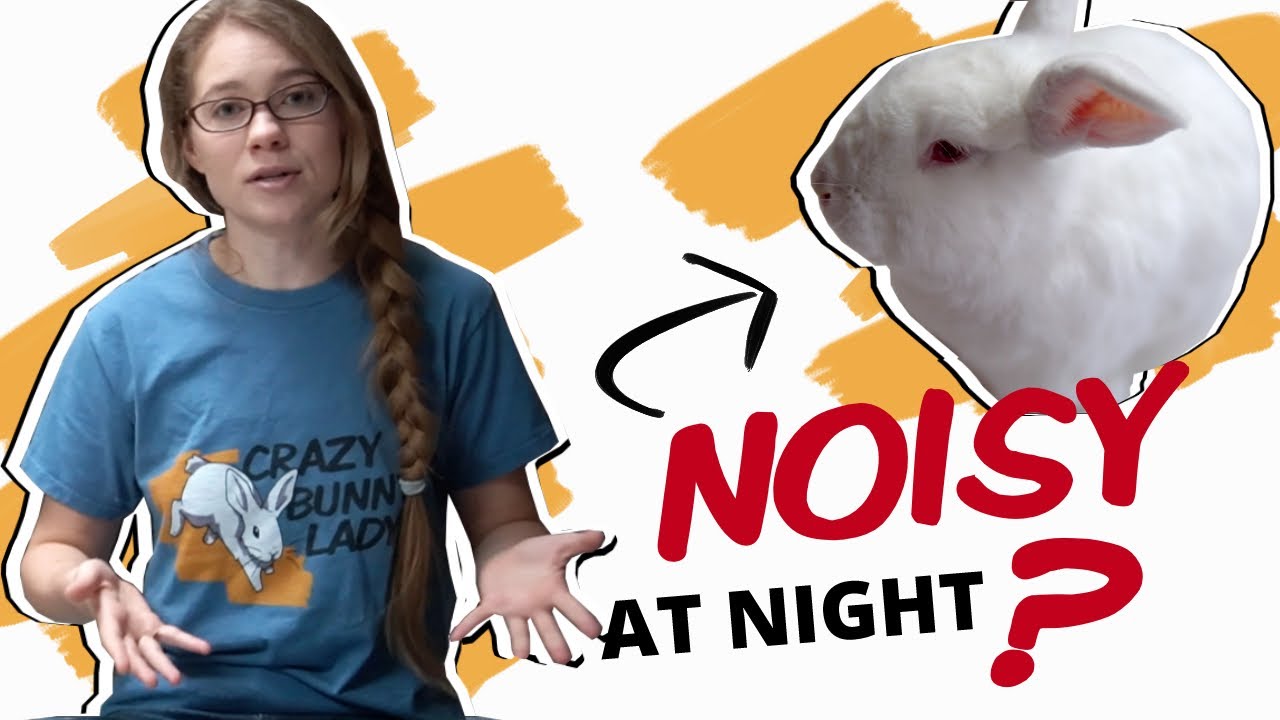 Stop Your Rabbit From Being Noisy at Night - YouTube