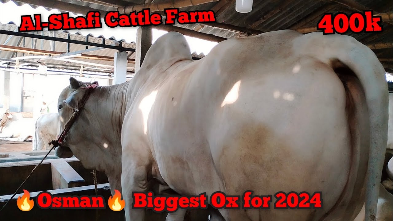 Osman 🔥 The Biggest And Huge Ox of Al-Shafi Cattle Farm Paglahaat ...