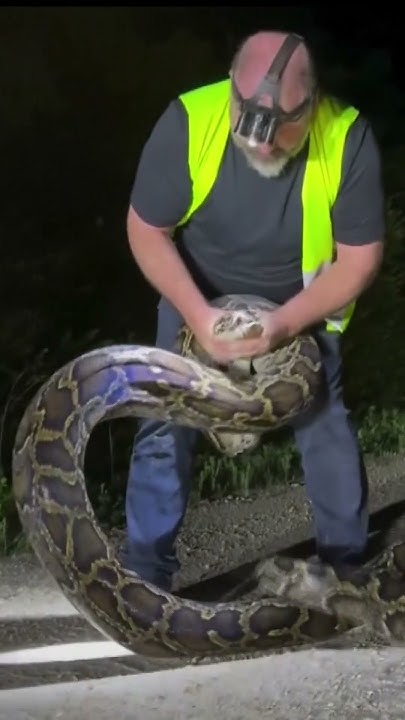FWC trapper catches 17-foot Burmese python in Florida Everglades - YouTube