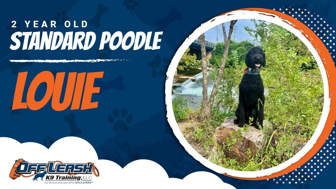 Standard Poodle Training Roanoke | Standard Poodle Dog Training - YouTube
