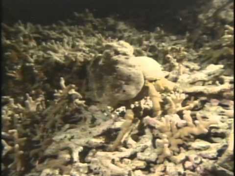 3D Museum (LaserActive Mega LD, 1994) - Side 2 (Music Odyssey) - YouTube
