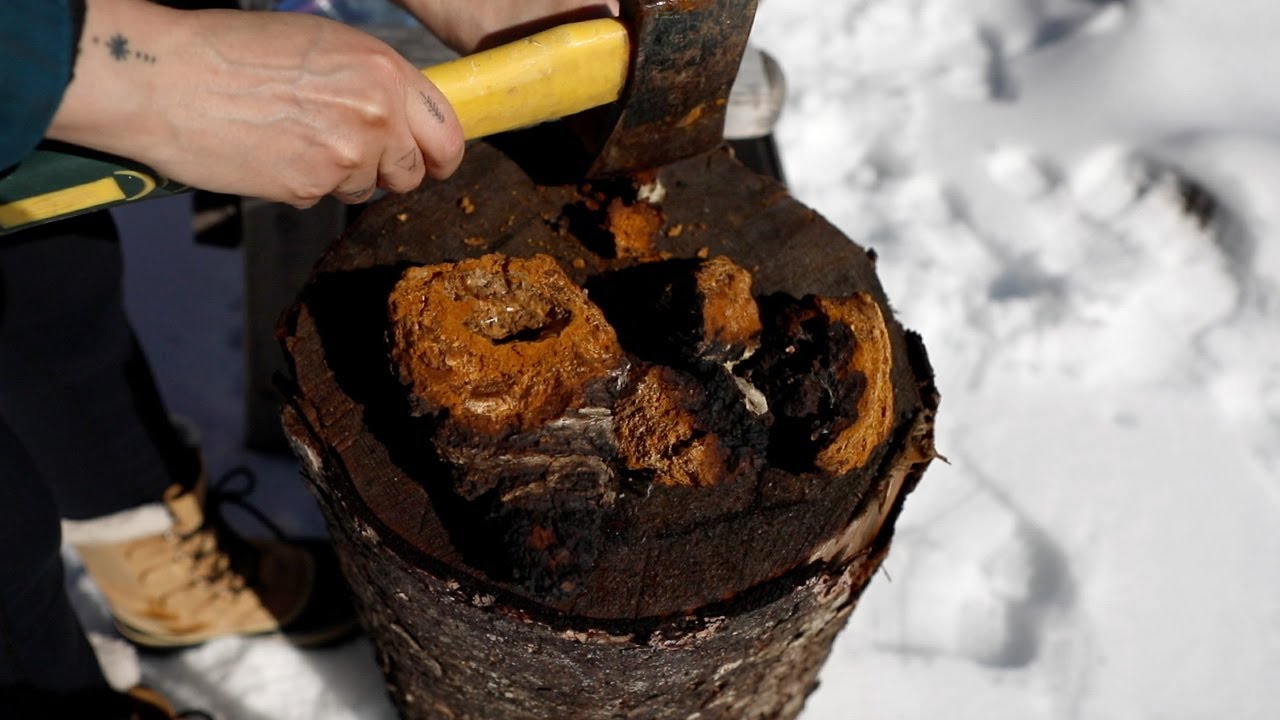 #8 Exterior Kitchen, Chaga Nuggets and Making Soaps - YouTube
