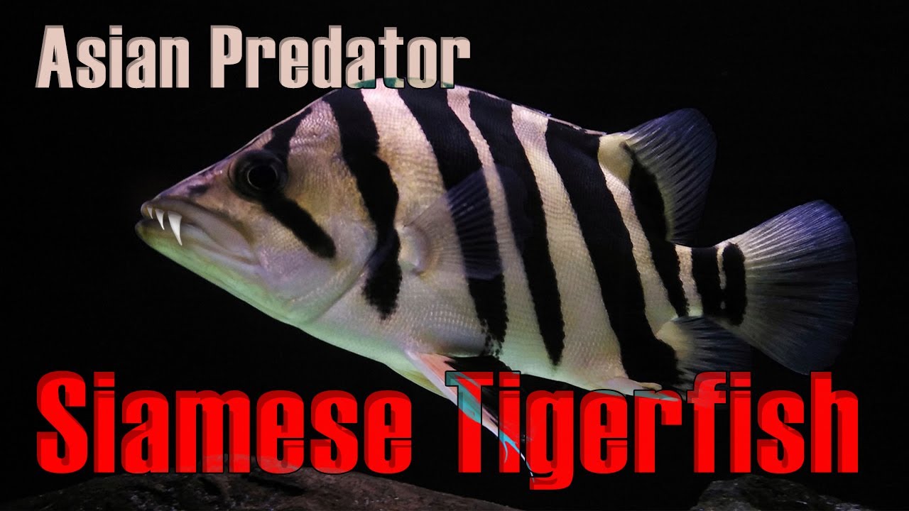 Siamese Triggerfish: The Ultimate Guide to Keeping These Striped ...