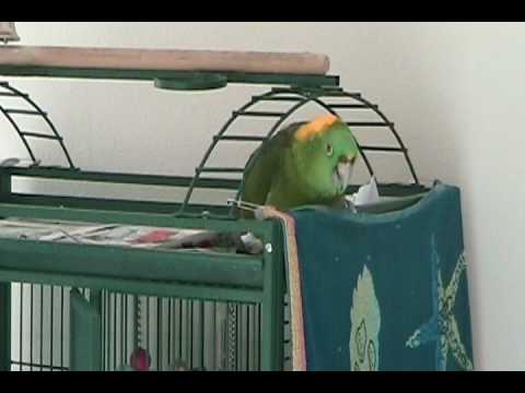 Elmo the goofy laughing Amazon Parrot - YouTube