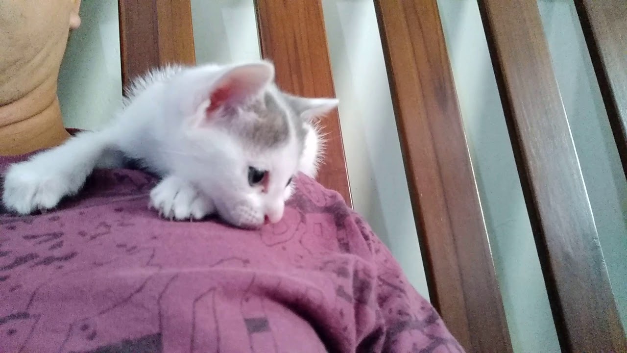 Kucing Bule 😁😁😁 - YouTube