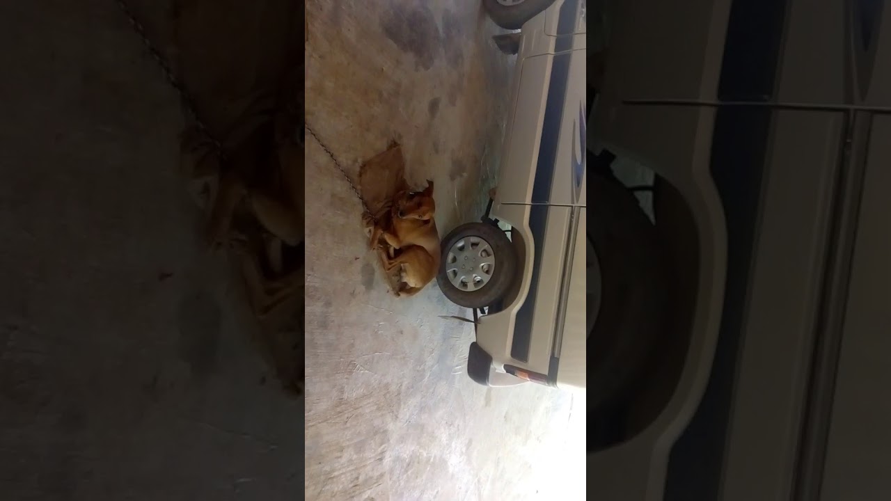 Dobar. Dog. And country dog - YouTube