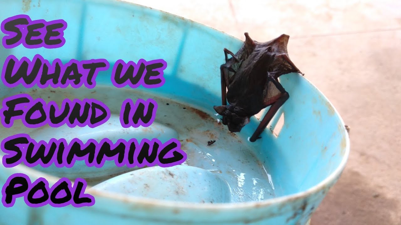 Look what we found in swimming pool | My new pet ? Save Animals ...