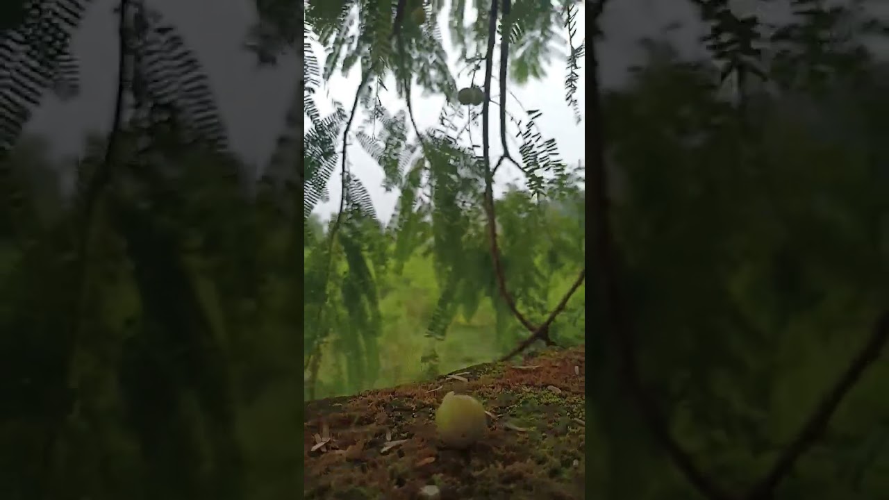 Dhatri tree #shorts - YouTube