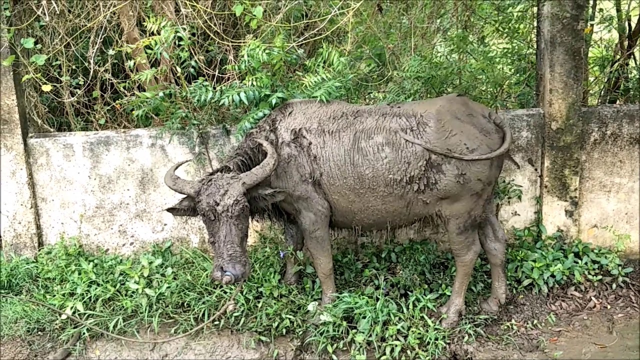Why Are They Called Water Buffalo YouTube Why Are They Called Water Buffalo YouTube