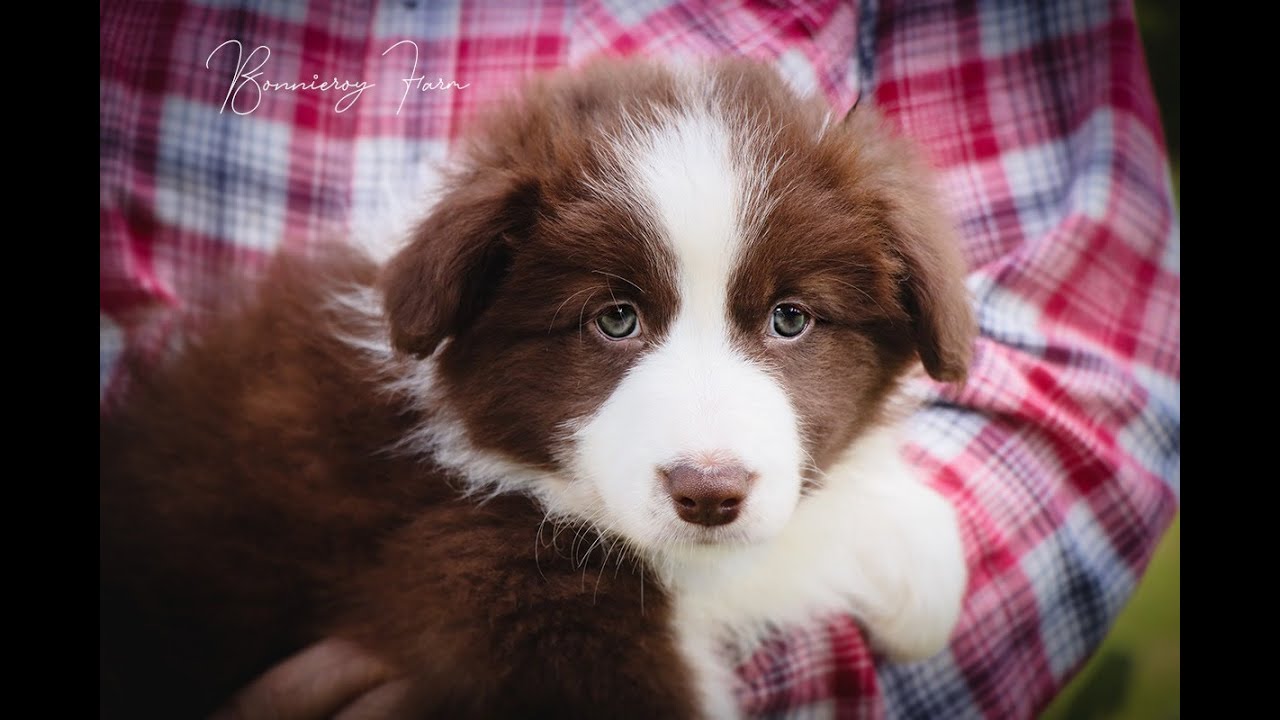 4 Border Collie Puppies from Honey & Teddy's Litter - Part 1 - YouTube