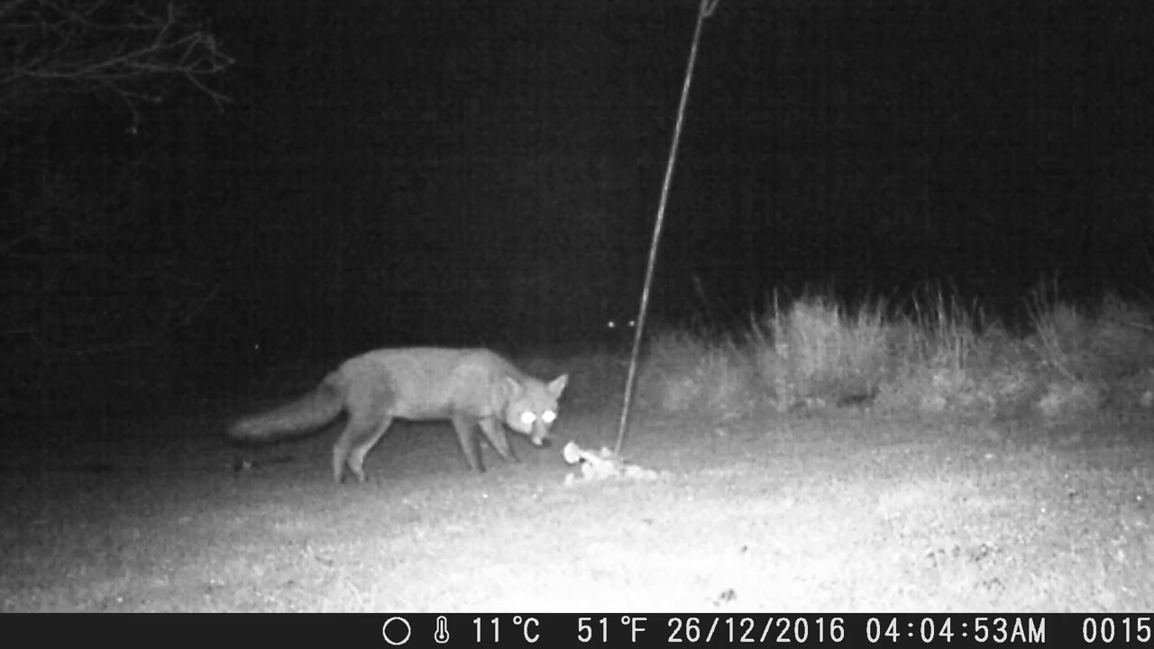 Trail Cam Fox - YouTube