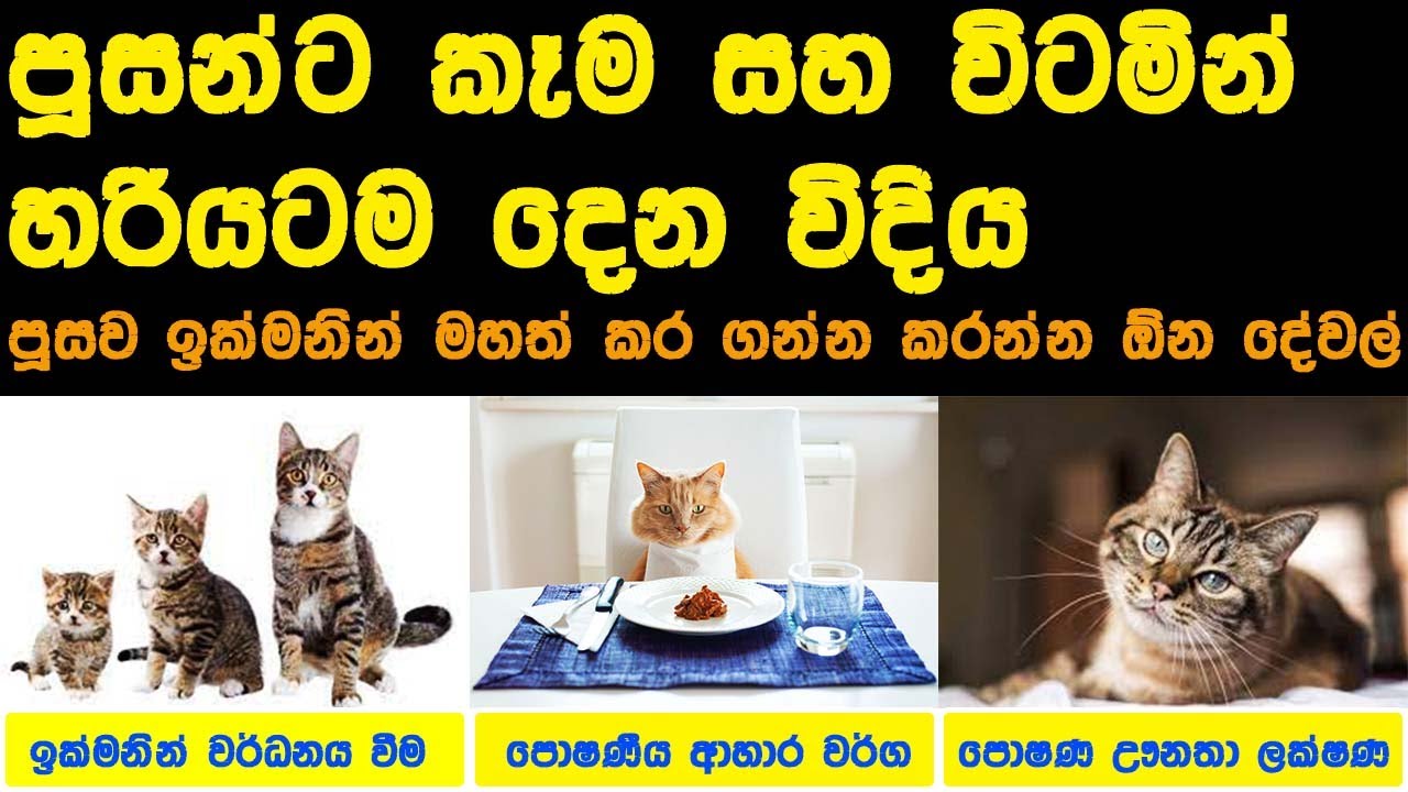 Best Cat Food | Healthy Cat Food Recipes Sinhala - YouTube
