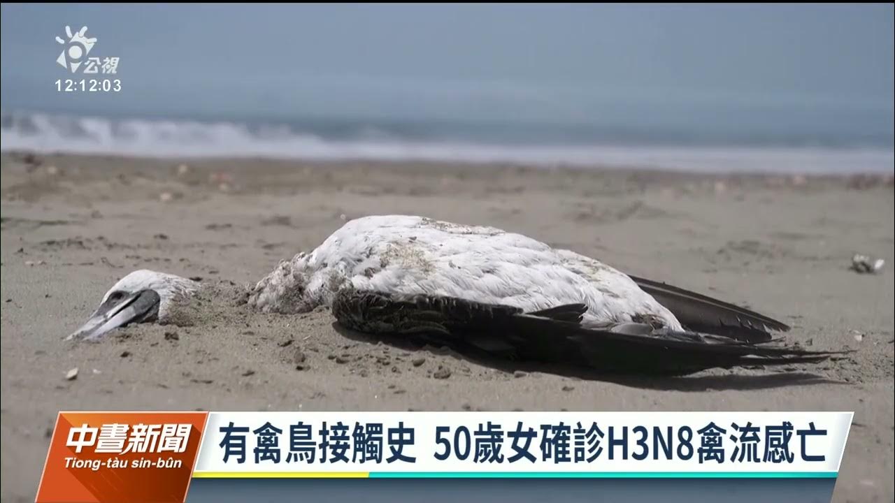 中國爆H3N8禽流感死亡首例 50多歲女有禽鳥接觸史｜20230413 公視中晝新聞 - YouTube
