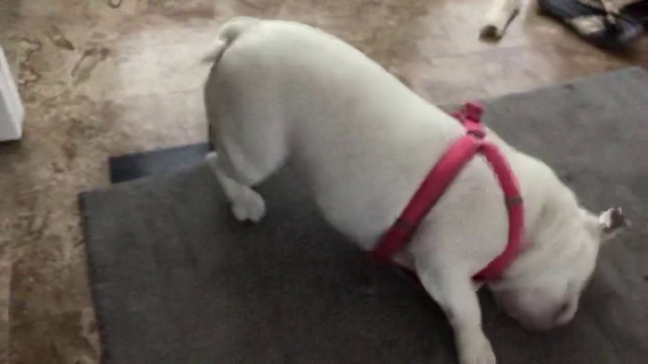 My dog snorting like a pig - YouTube