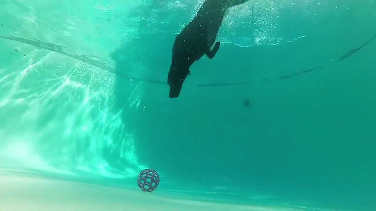 GoPro Captures Maddie the Labrador Diving - YouTube