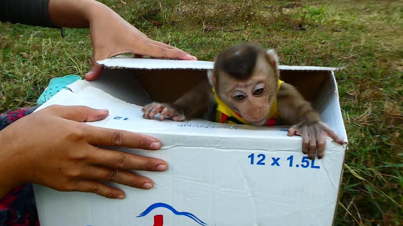 Monkey Sweet-TO in a Box - YouTube