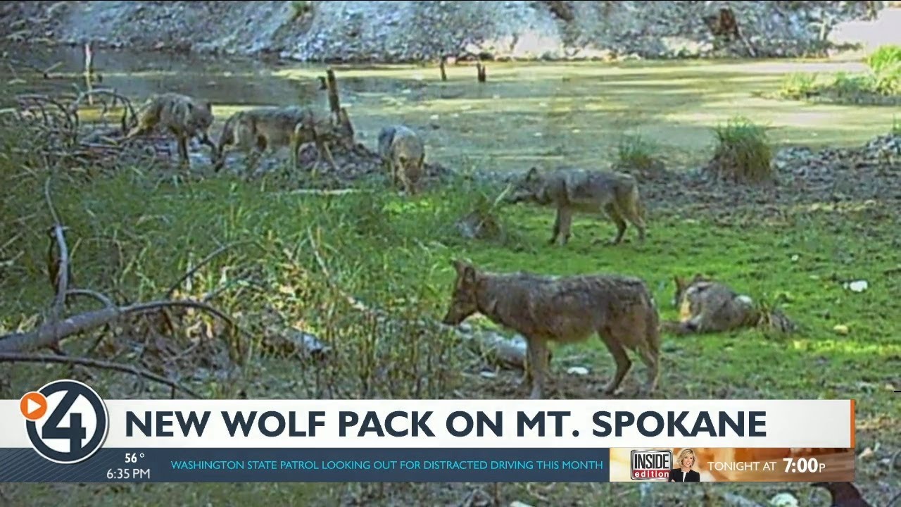 New wolfpack living on Mt. Spokane: How to stay safe in the area - YouTube