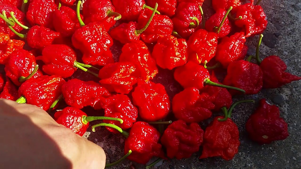 Chili Carolina Reaper - YouTube