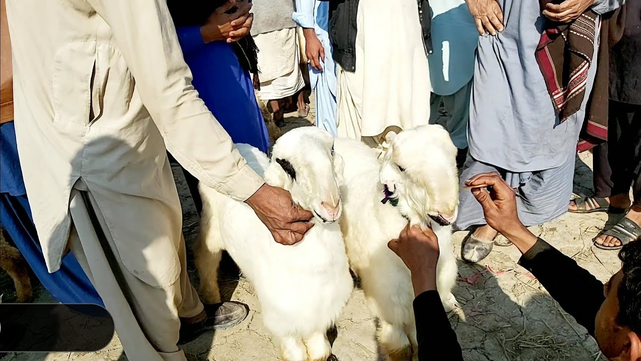 Nari Farm's Top Class Mundre Chhatra is for Friends, if you like our ...