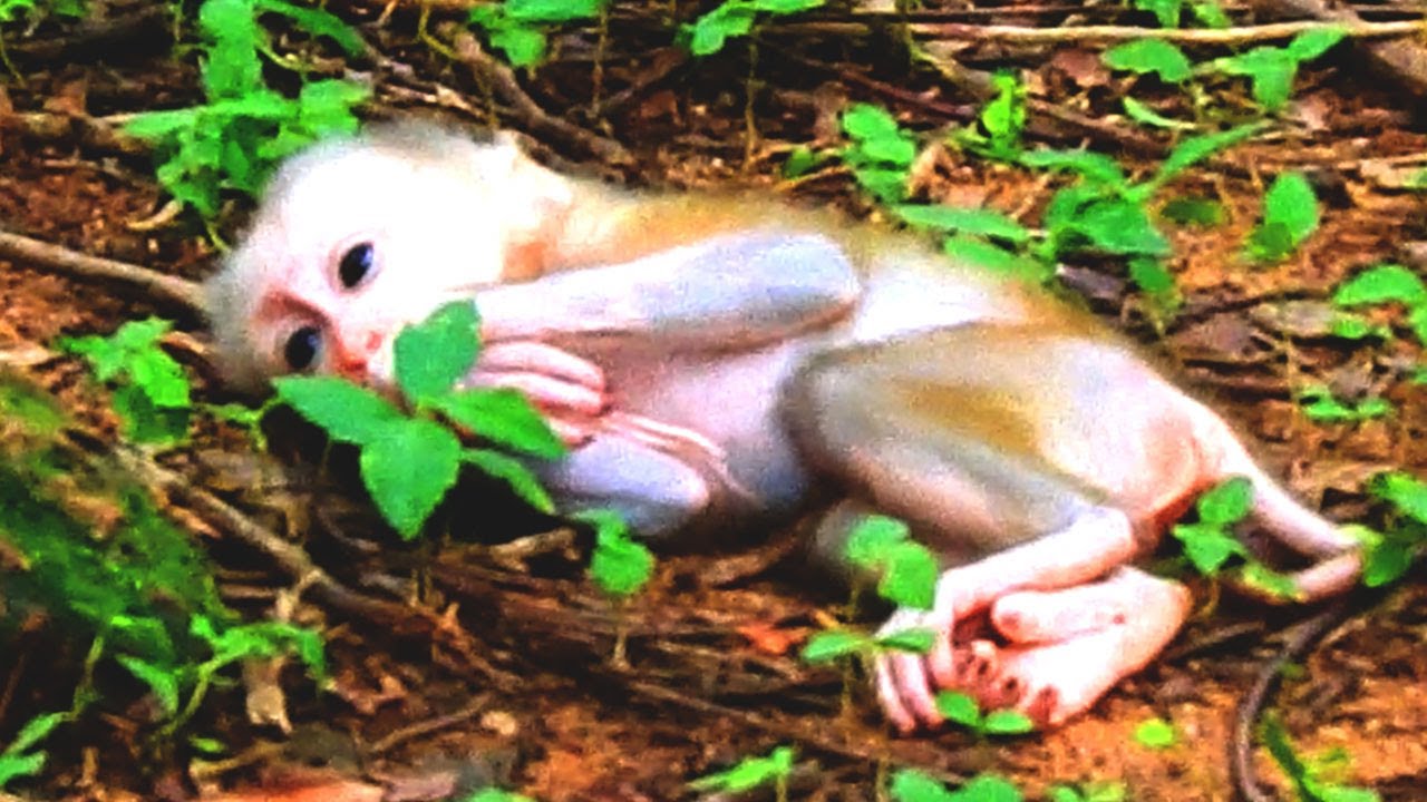 Unbelievable Monkey Luna left baby Luno on ground walk away - YouTube