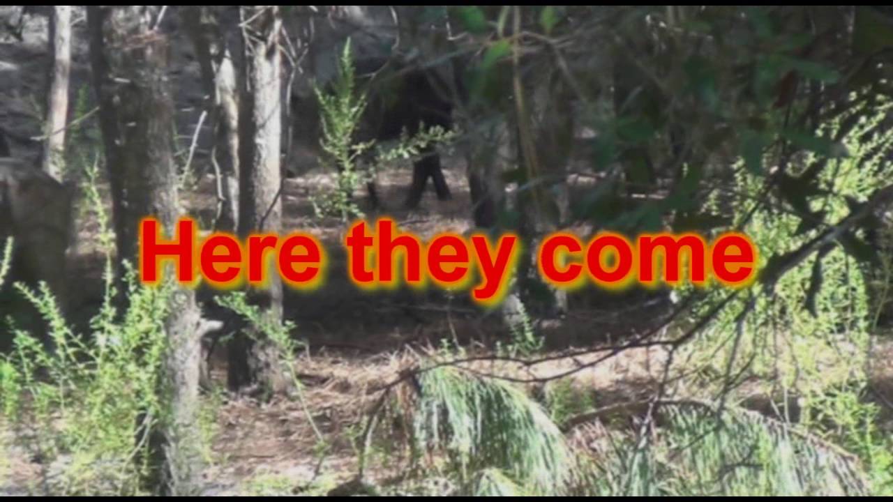 Hog Hunting with Two Guys & A Hog - YouTube