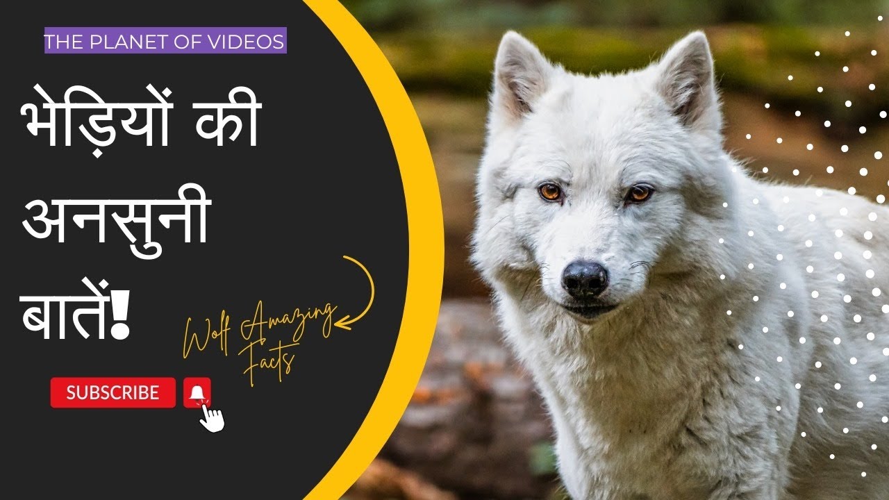"भेड़ियों की ज़िंदगी और अनसुने फैक्ट्स | Wolves Life Facts | Bhediya ...