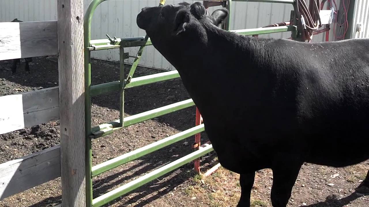 Cow break-in - YouTube