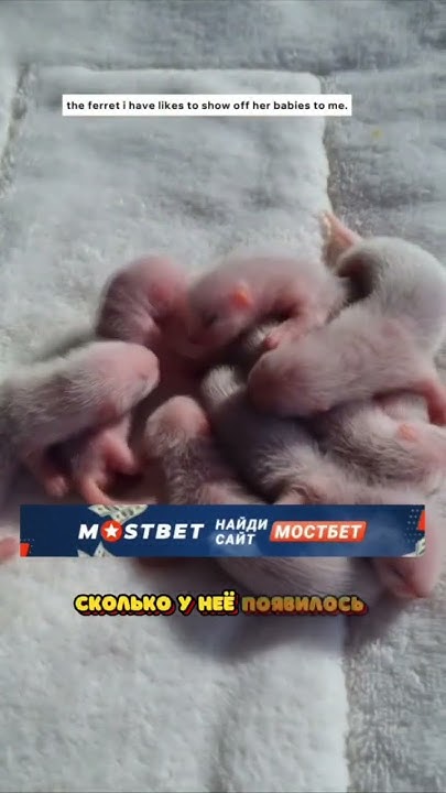 Вы не ПОВЕРИТЕ ЧТО ПРОИЗОШЛО С ВЫДРОЙ Её РЕАКЦИЯ 😱 Youtube