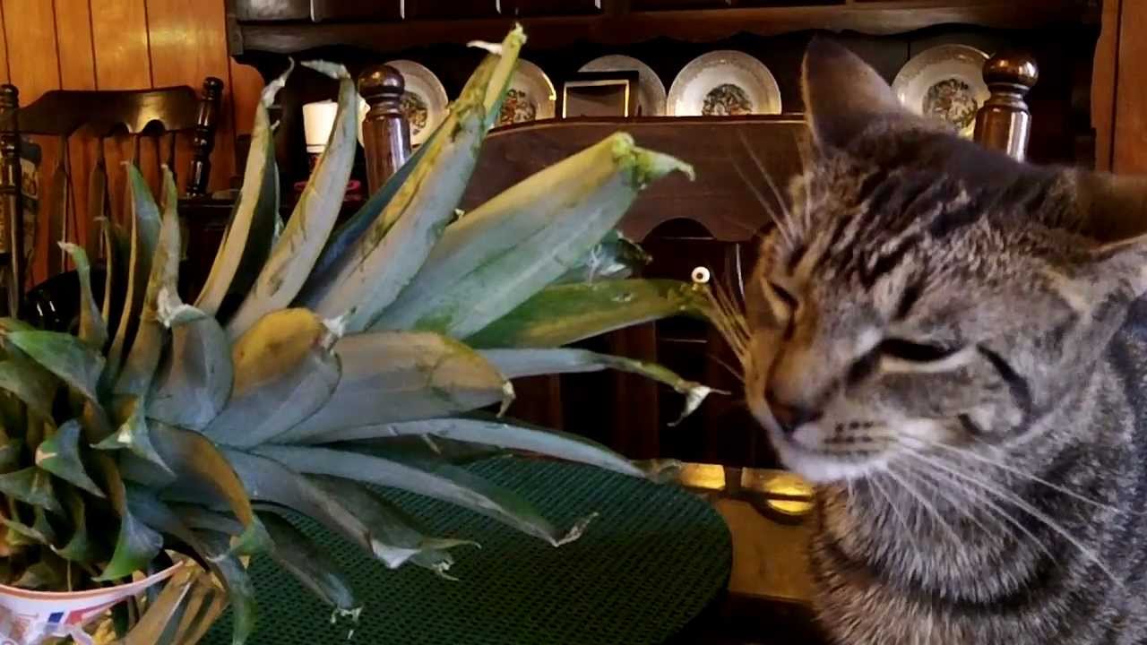 Cat eats Pineapple.mp4 - YouTube