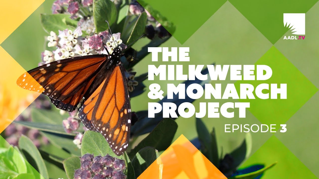 The Milkweed & Monarch Project | Episode 3: Monarch Eggs - YouTube
