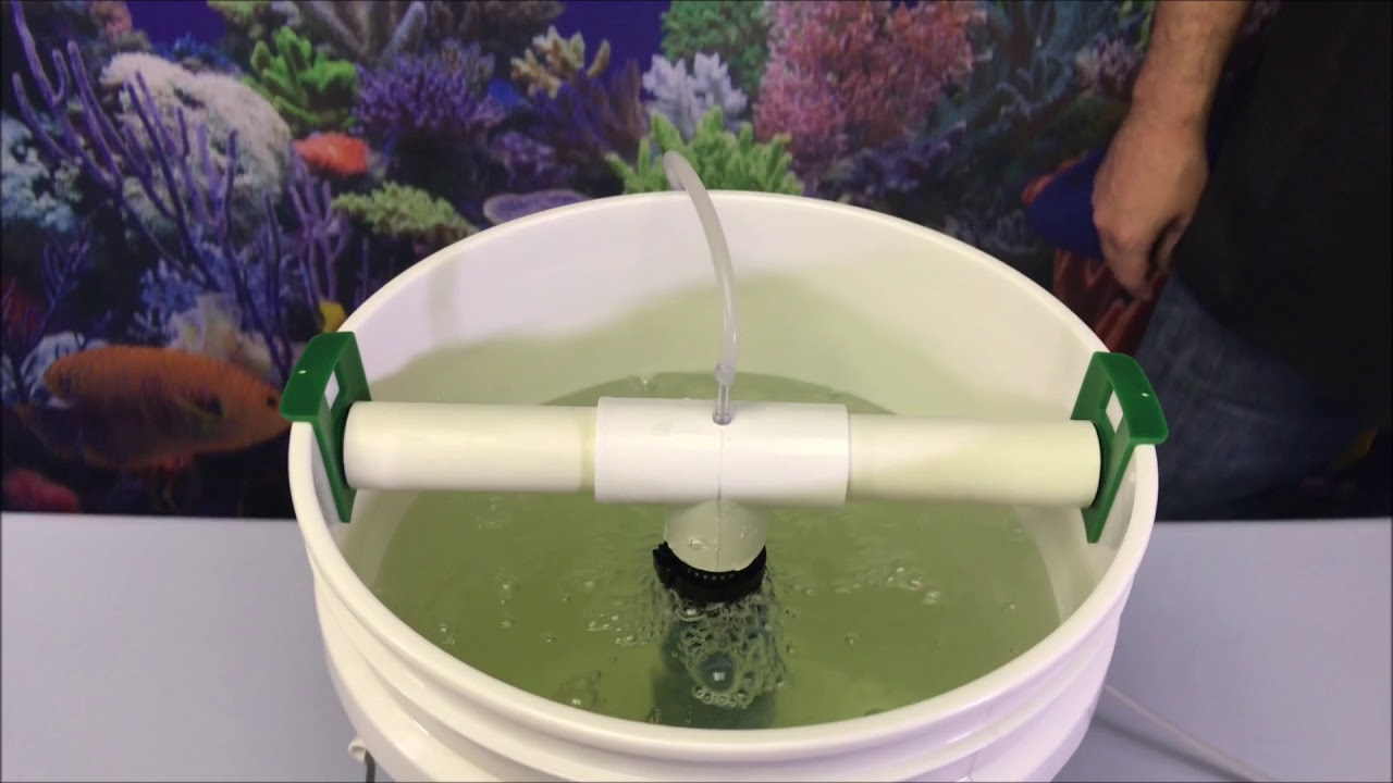 Rotifer Culture