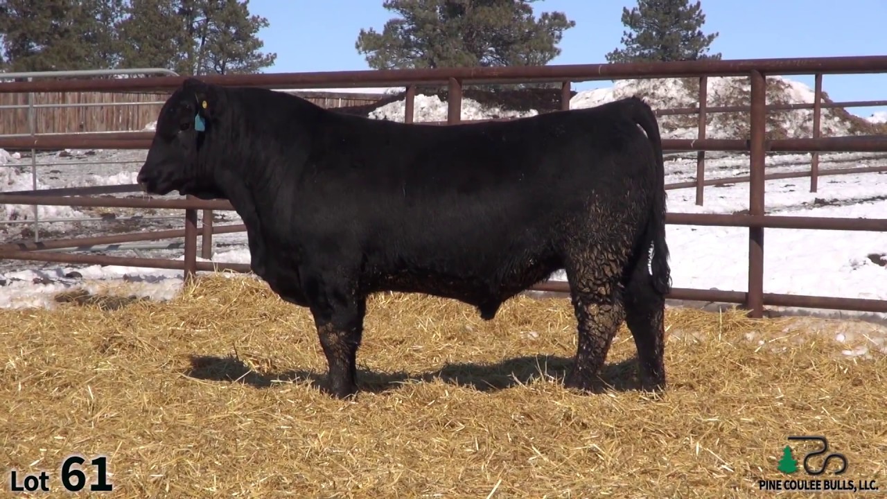 Lot 61 YouTube lot-61-youtube