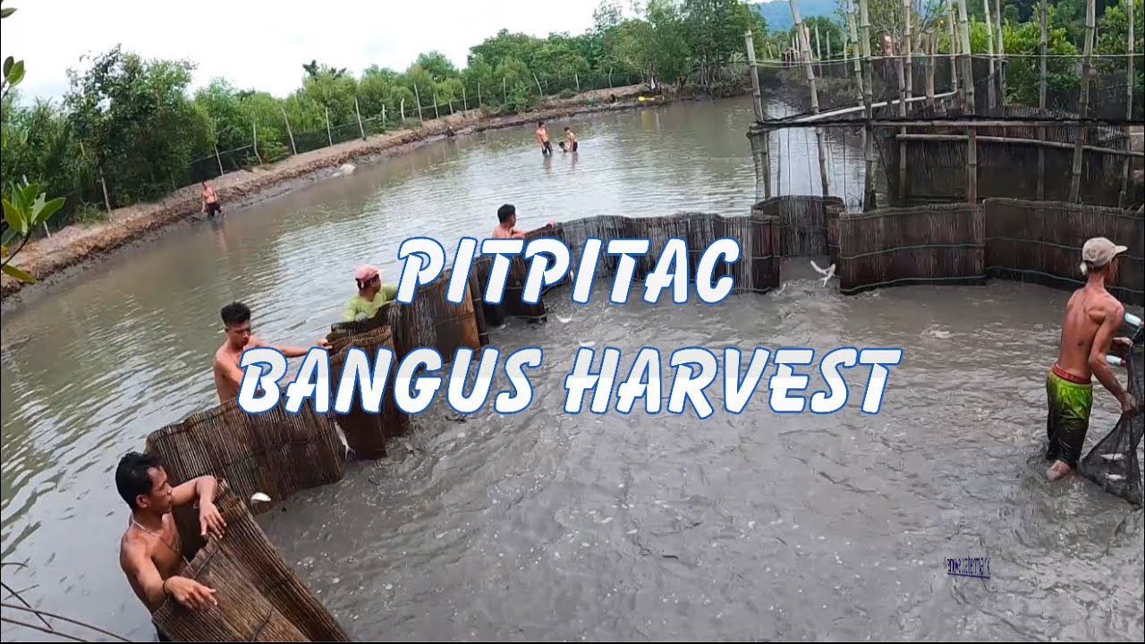 Bangus Harvest | Daing na Bangus | Pitpitac | La Union | Philippines ...