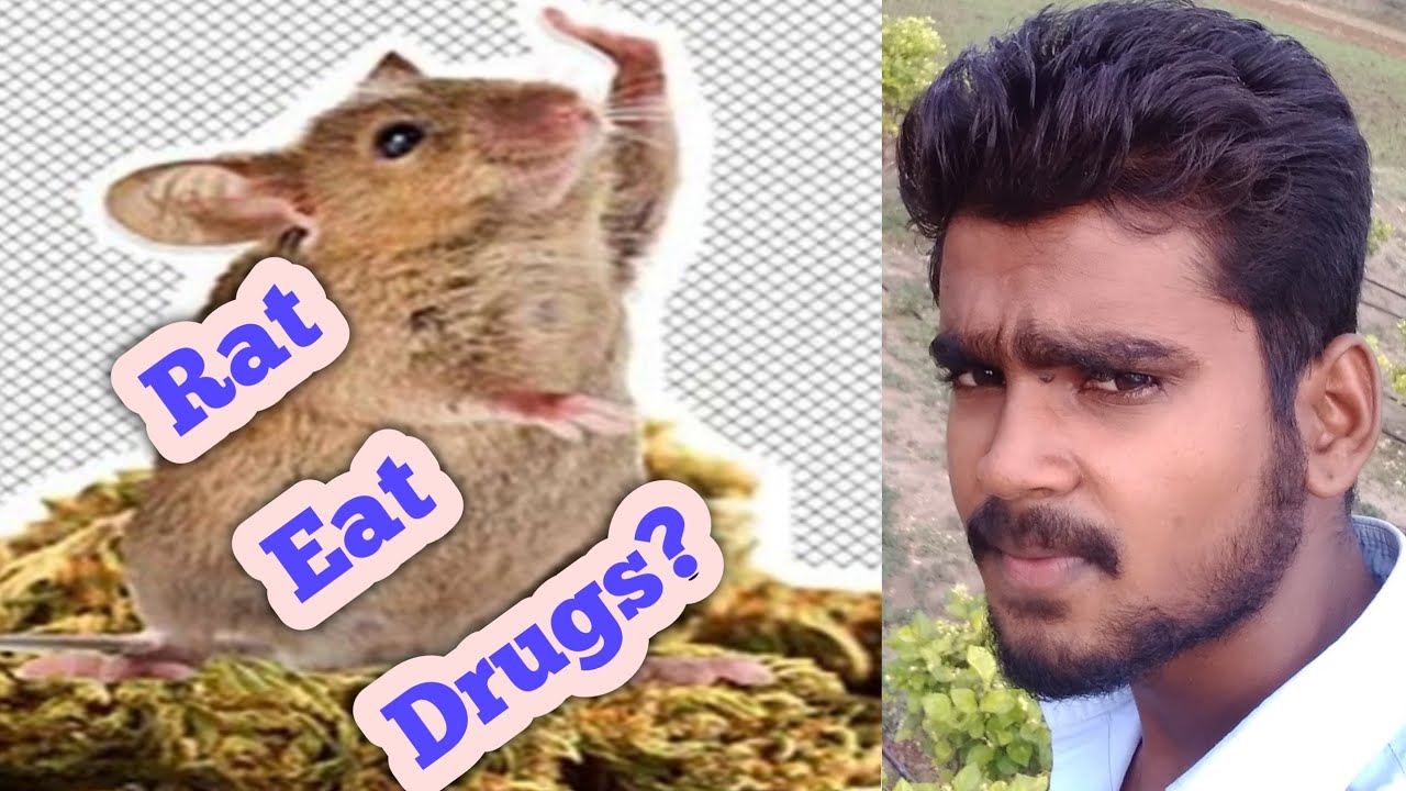 Rat eat drugs? | uttarapradesh | Tamil | KARTHIKPALANI - YouTube