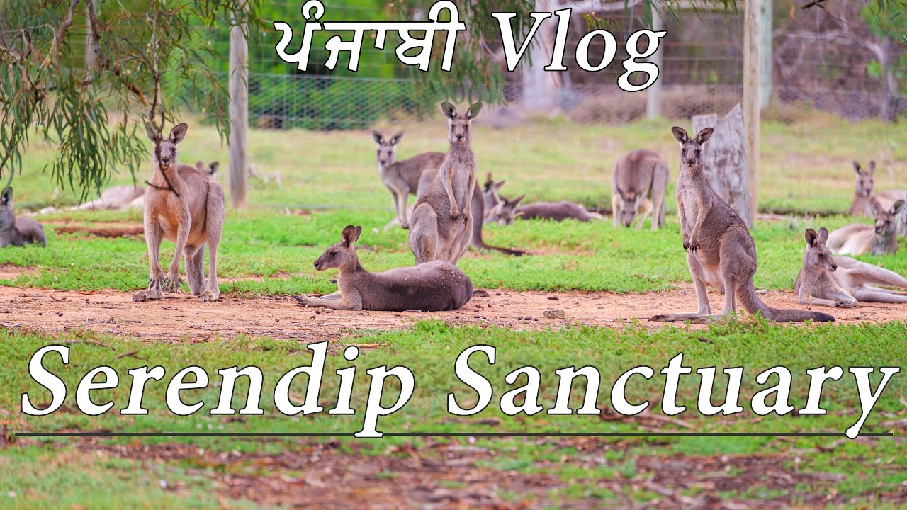 Serendip Sanctuary - A Hidden Wildlife Wonders - ਪੰਜਾਬੀ Vlog - YouTube
