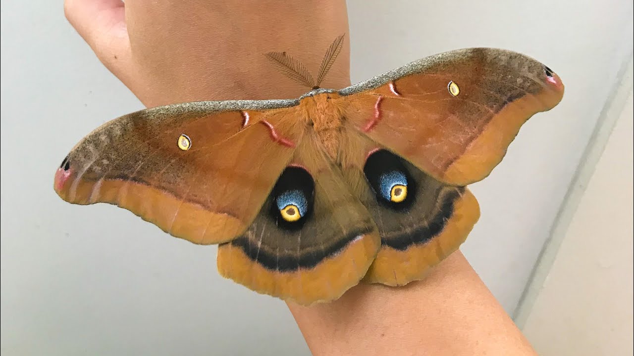 Fuzzy Giant Silk Moth (Polyphemus Moth) - YouTube