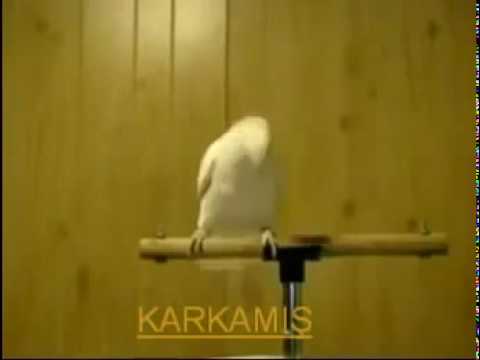 antep barak havasi nasil oynanir bakin