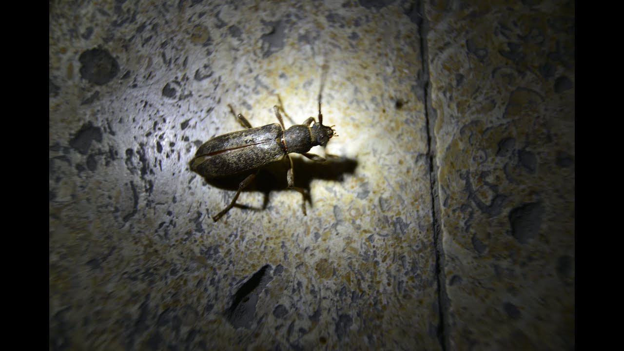 Screaming bug - YouTube