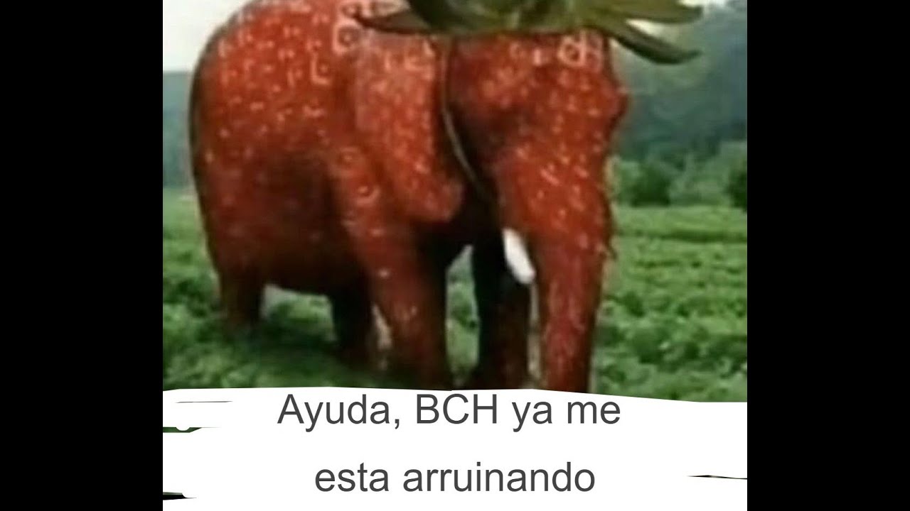 BCH??? yo solo conozco la de Youtuber // PORJO - YouTube