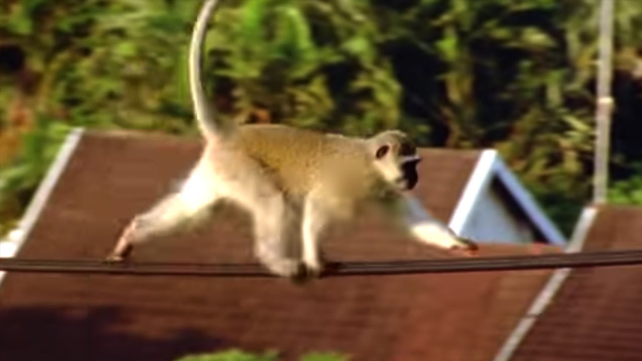 Male Monkey Tries to Join a New Troupe | Cheeky Monkey | BBC Earth ...