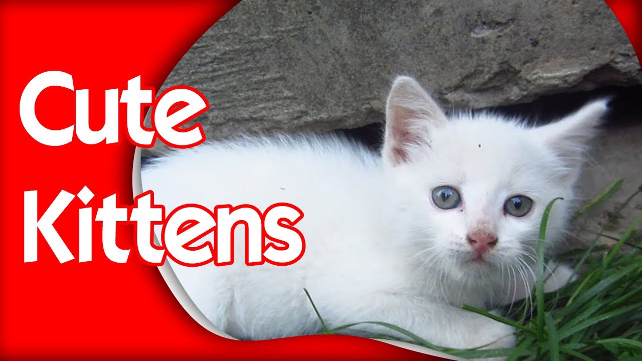 Kitten Helped from the car wheel ️ Credit:_Robin_Seplut - YouTube