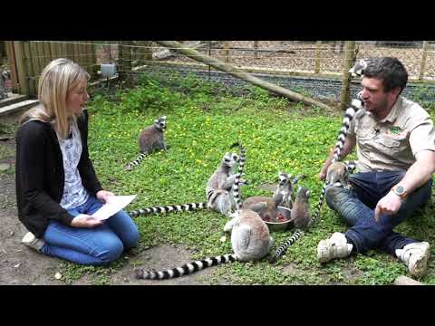 Learn about Lemurs with Hoo Zoo