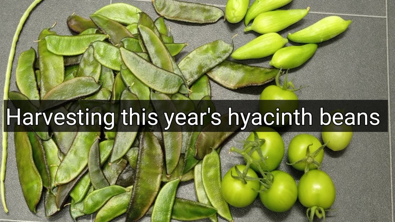 Hyacinth Bean Seeds Harvesting