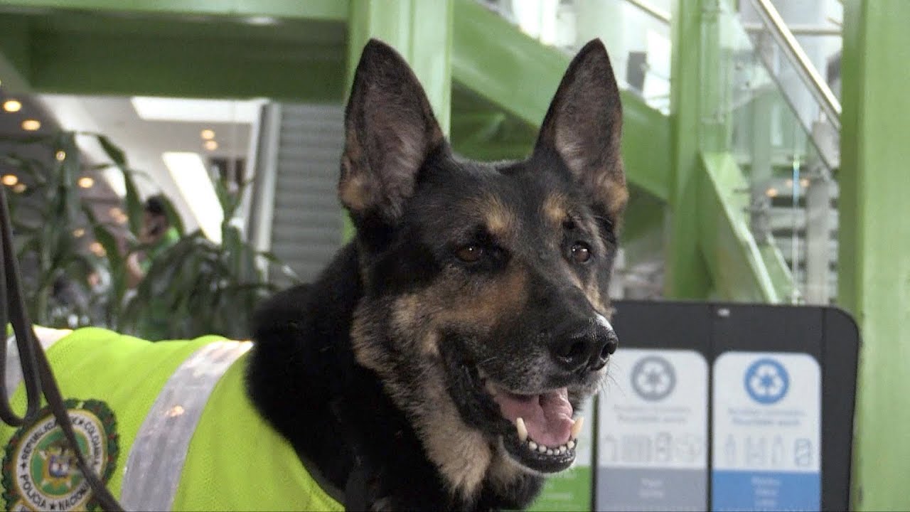 The most powerful Colombian gang puts price on German shepherd’s head ...