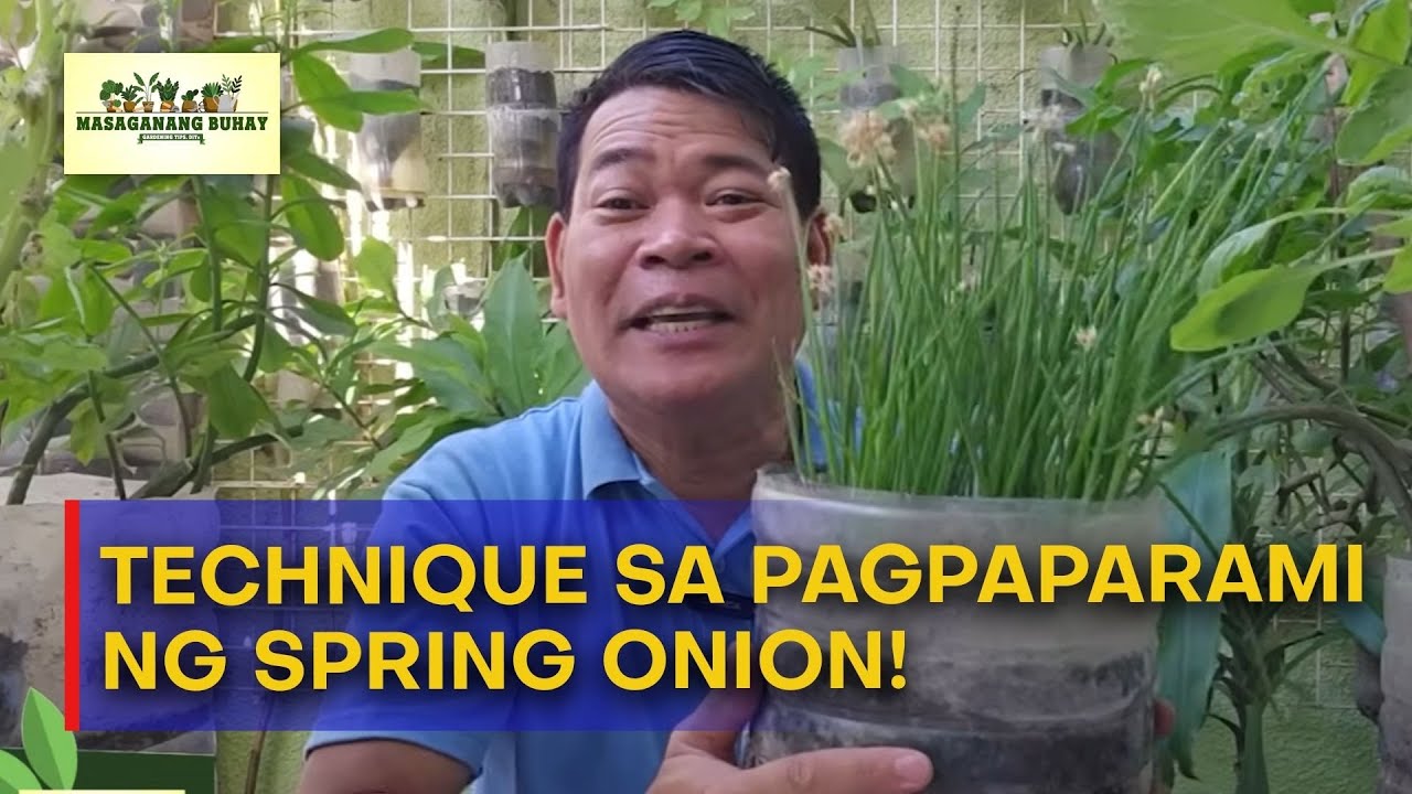 Masaganang Buhay | Paano mag-propagate ng spring onion? - YouTube