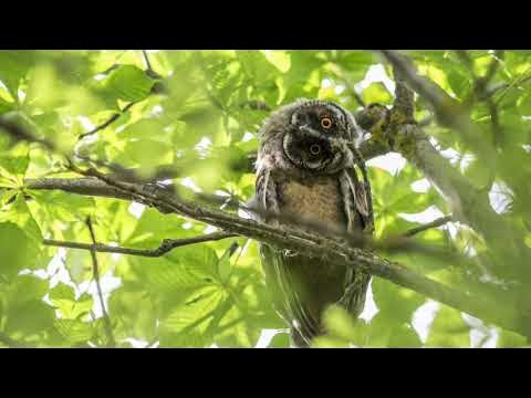Screech Owl Sounds - YouTube