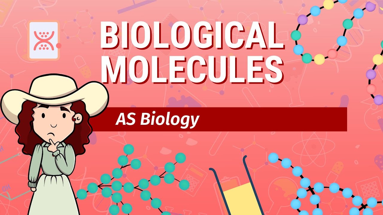 Intro to Biological Molecules | Biological Molecules | A Level Biology ...