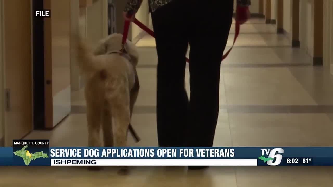 Service dog applications open for Marquette County veterans - YouTube